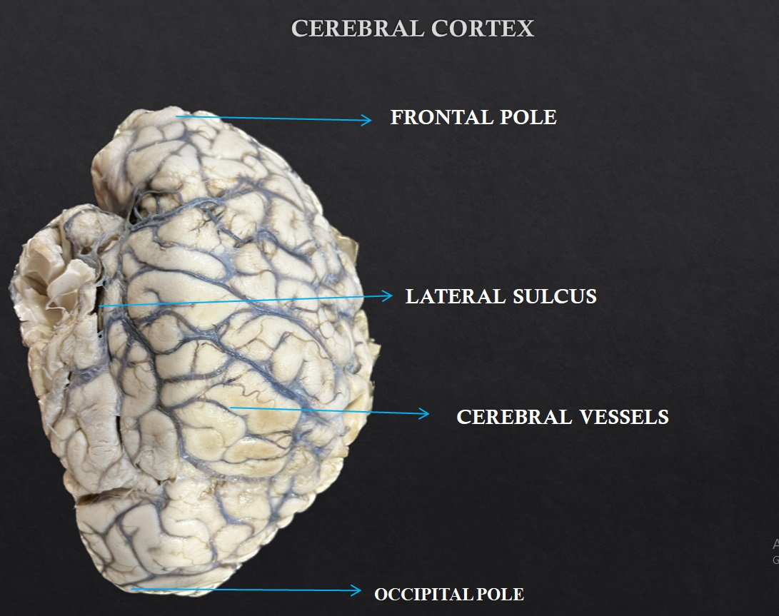 CEREBRAL CORTEX | NAMO Medical Education & Research Institute
